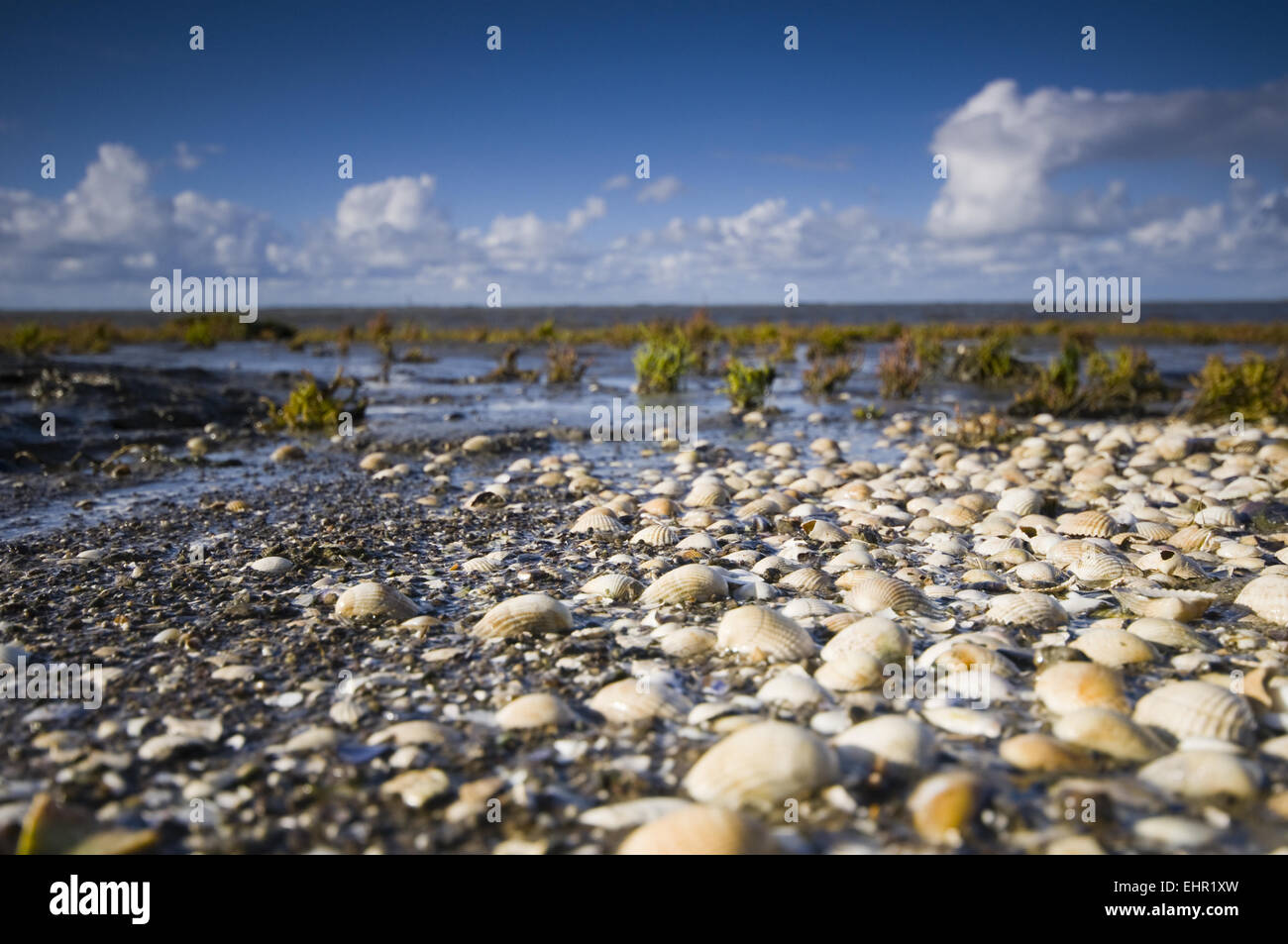Muscheln watt ebbe nordsee muschelschalen hi-res stock photography and ...