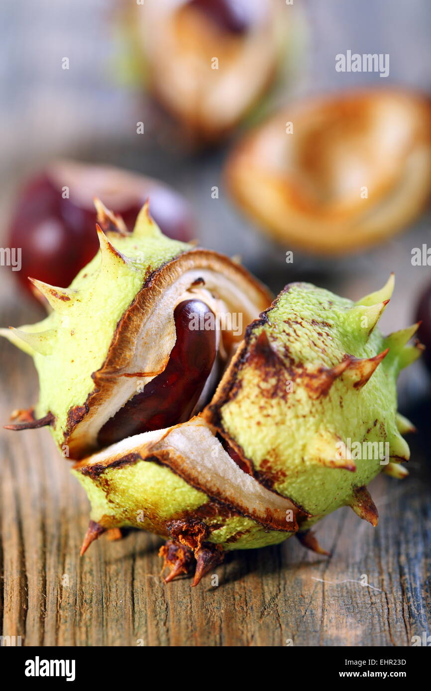 Conker shells hi-res stock photography and images - Alamy