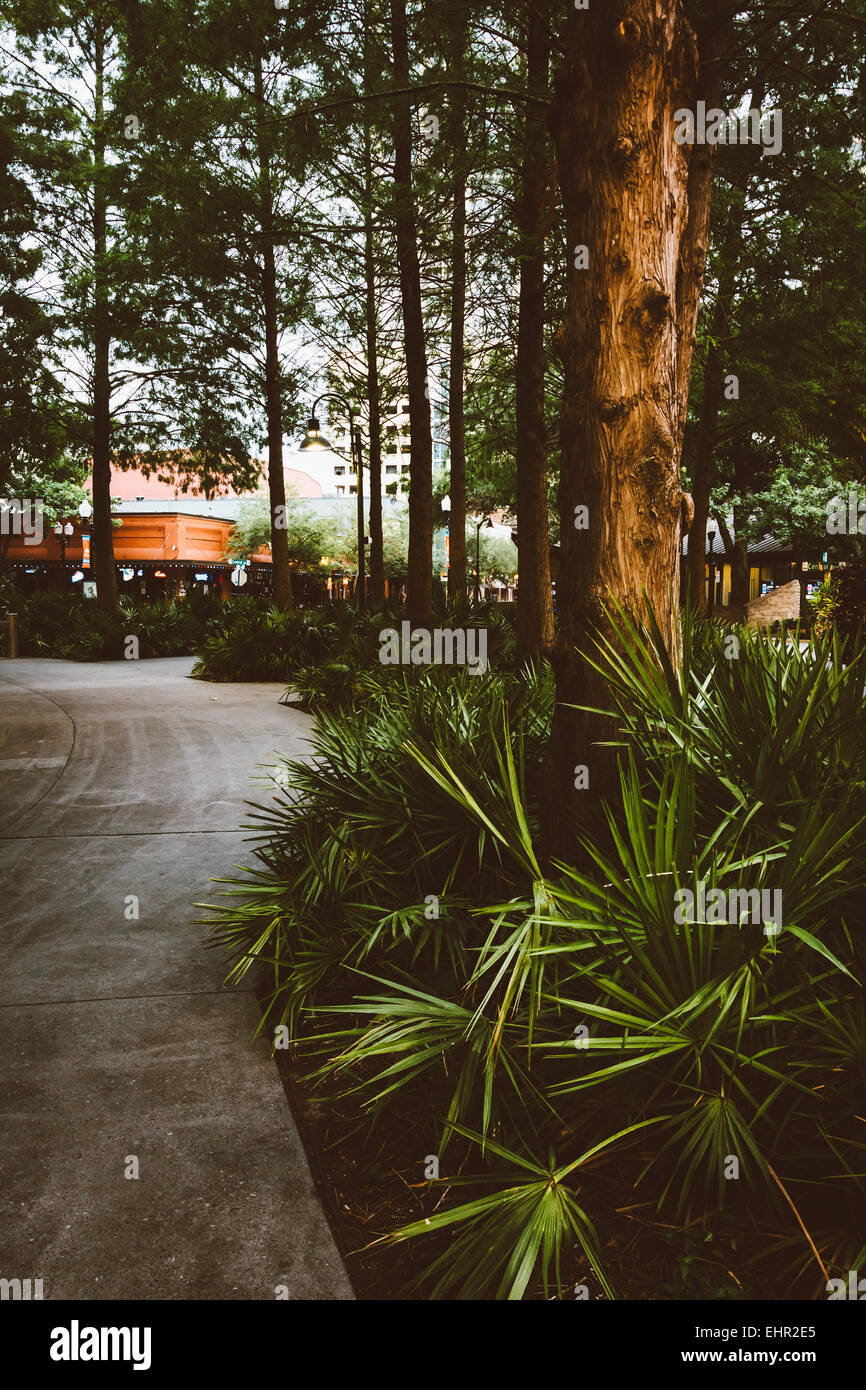 Trees along a path in Orlando, Florida Stock Photo - Alamy