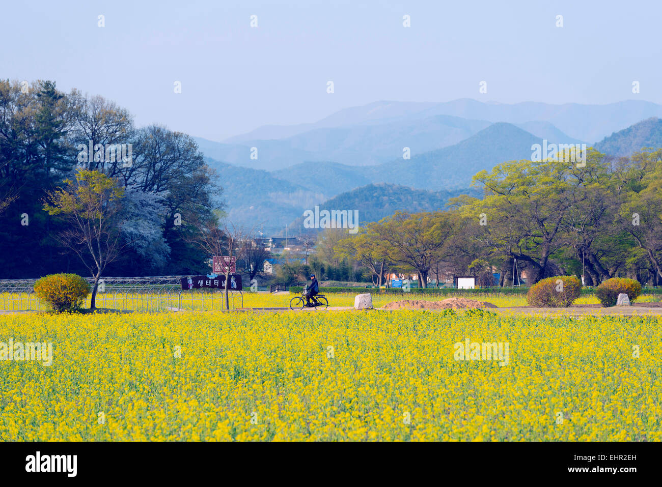 Asia, Republic of Korea, South Korea, Gyeongsangbuk-do, Gyeongju ...