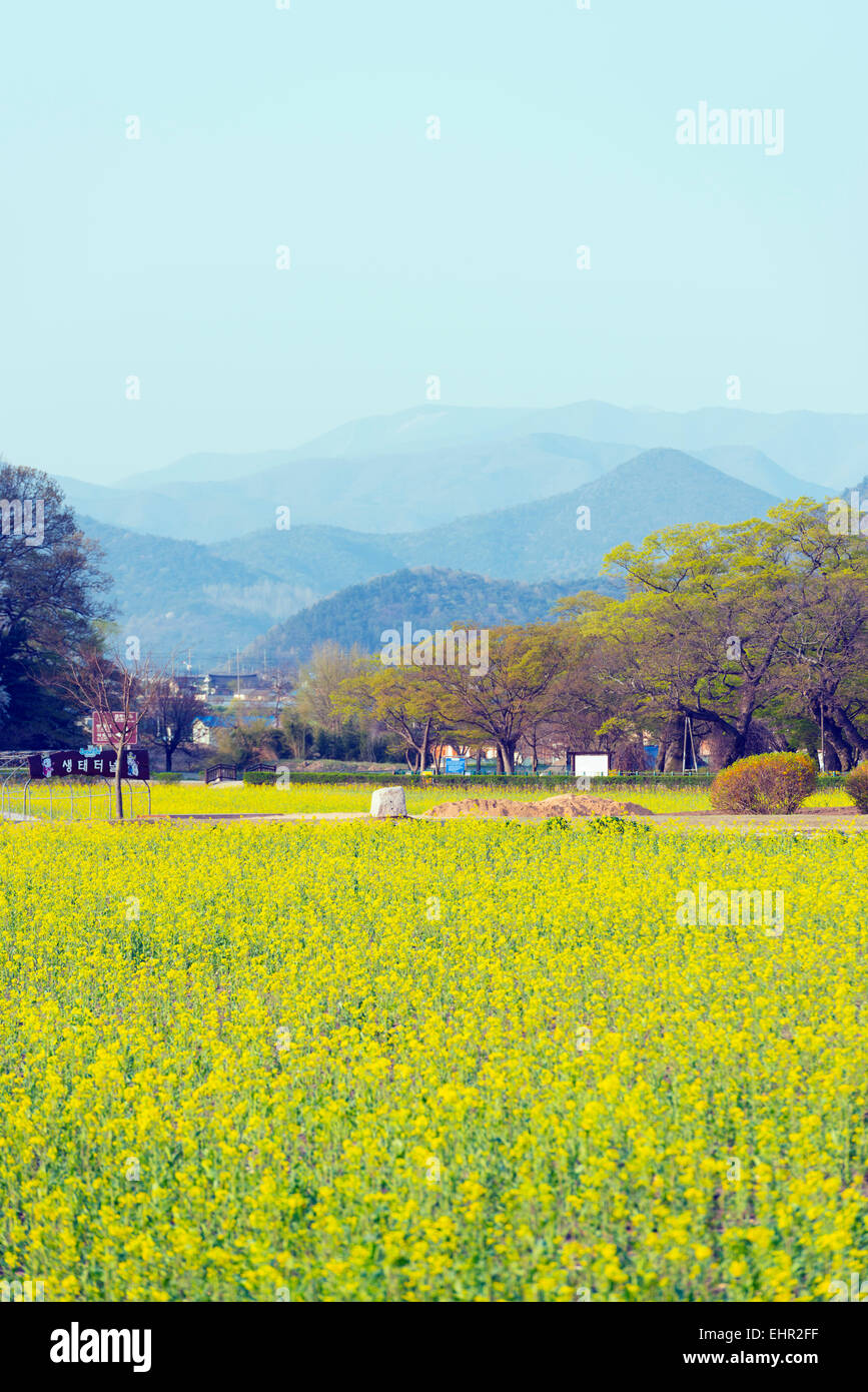 Asia, Republic of Korea, South Korea, Gyeongsangbuk-do, Gyeongju ...