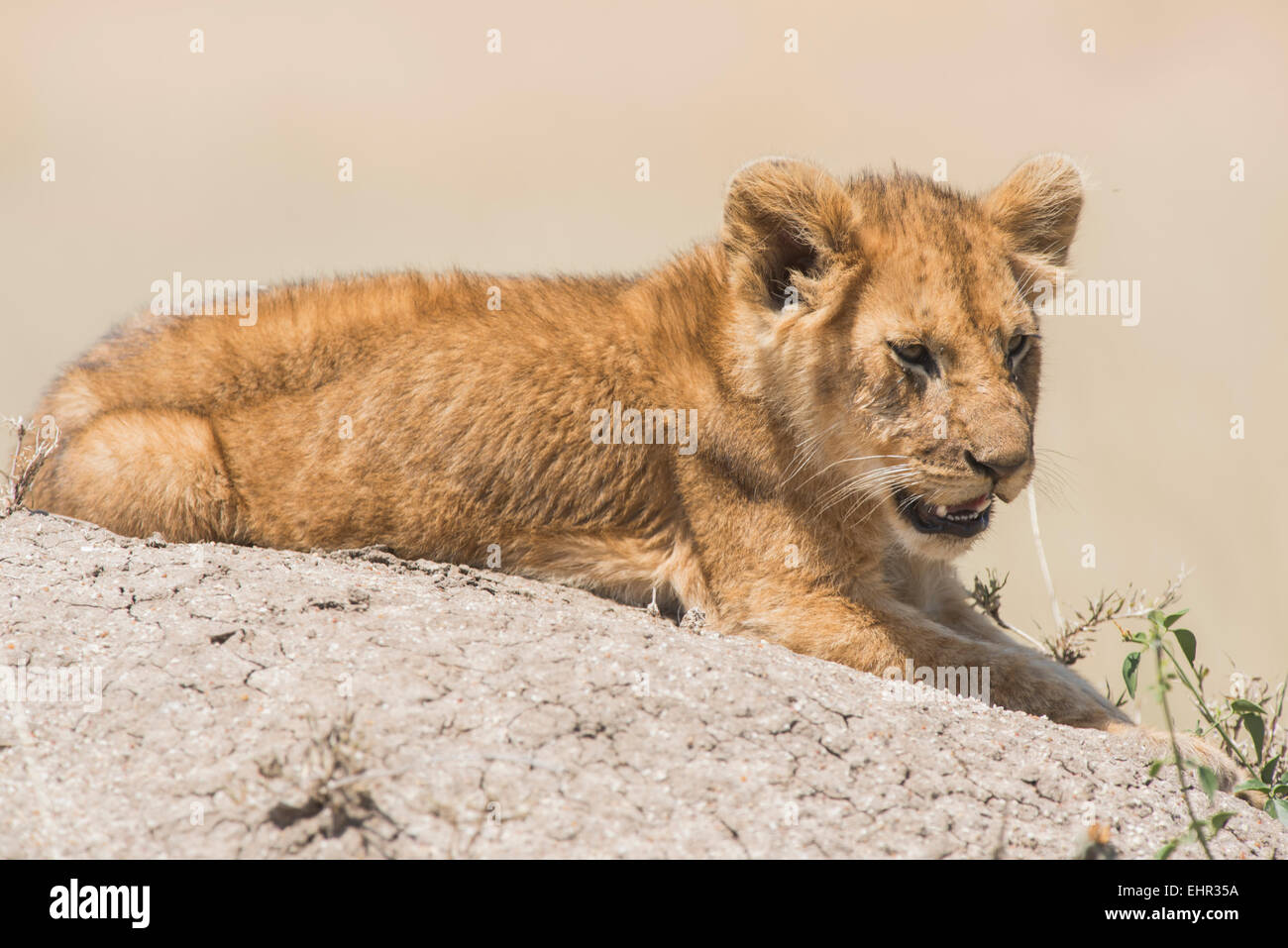 Loewe face hi-res stock photography and images - Alamy