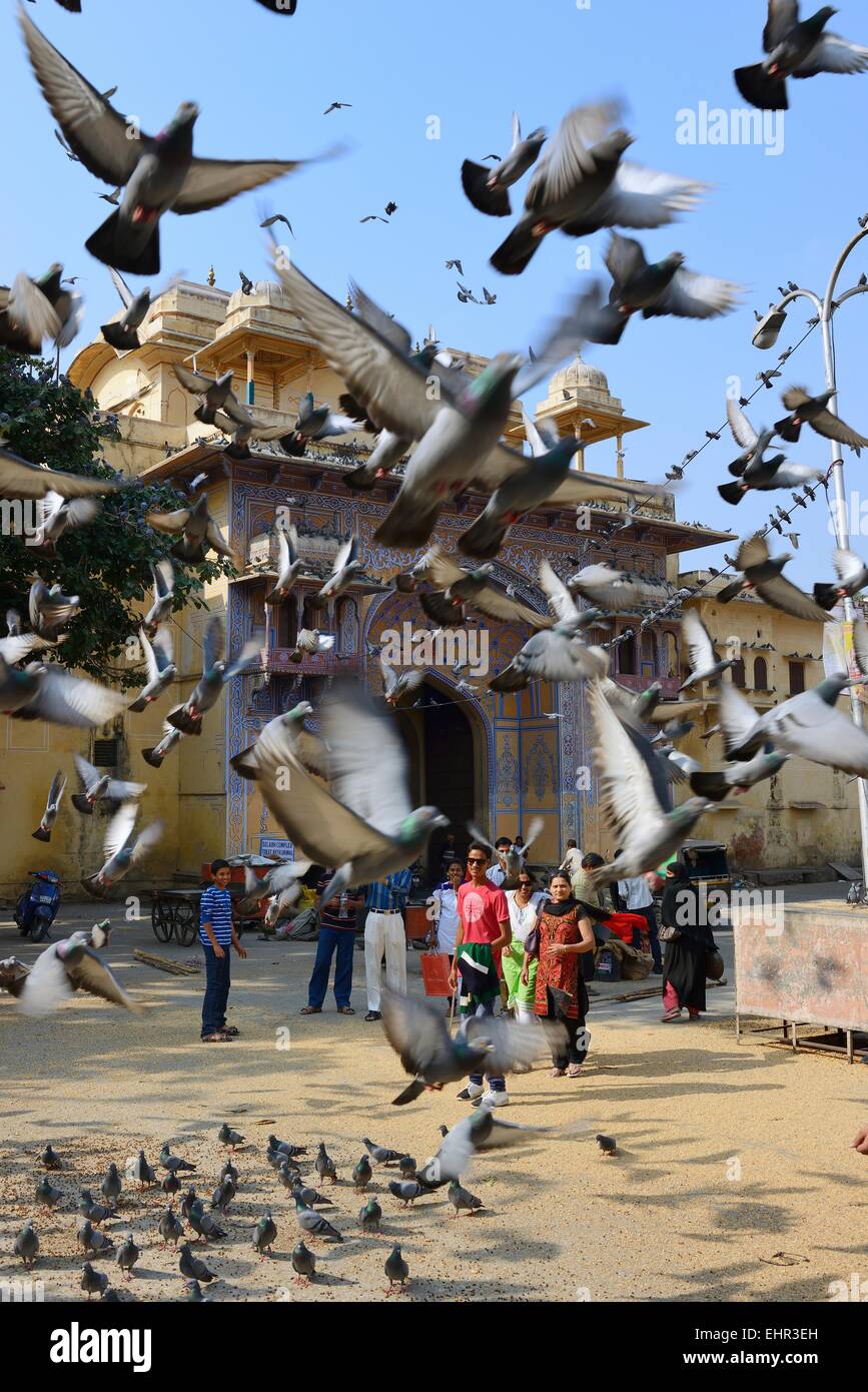 India, Rajasthan, Jaipur, Hindu feeding the pigeons to improve their ...