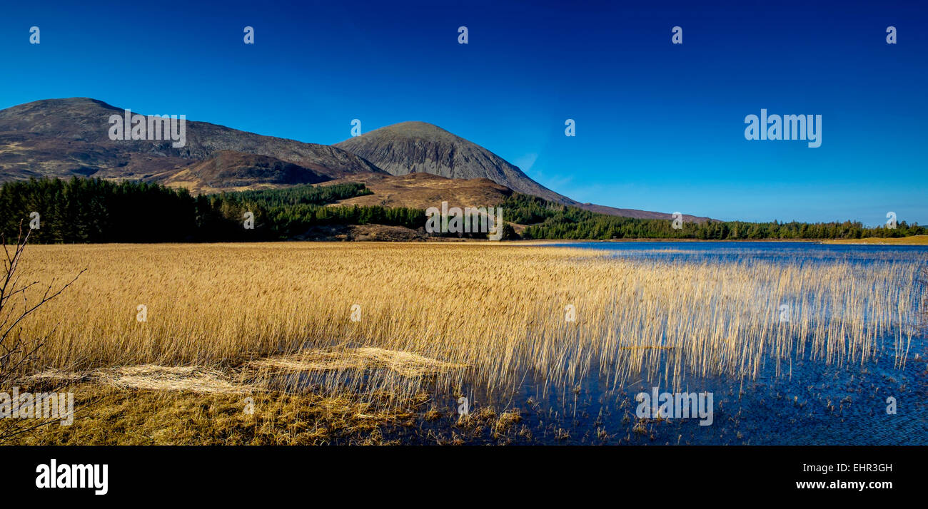 Reed beds on Loch Cill Chriosd, Isle of Skye, Scotland in early spring ...