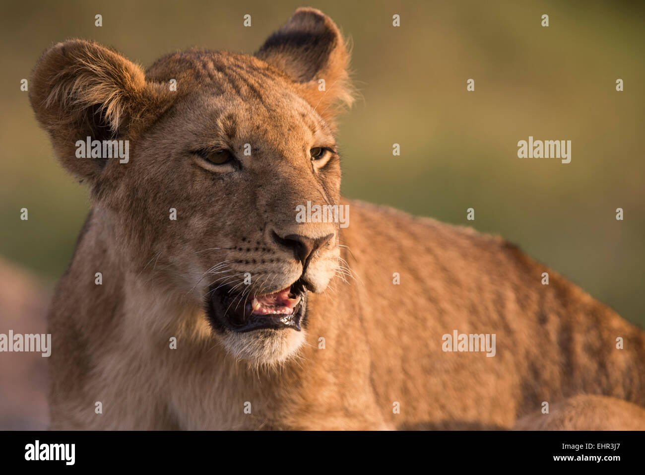 Loewe face hi-res stock photography and images - Alamy
