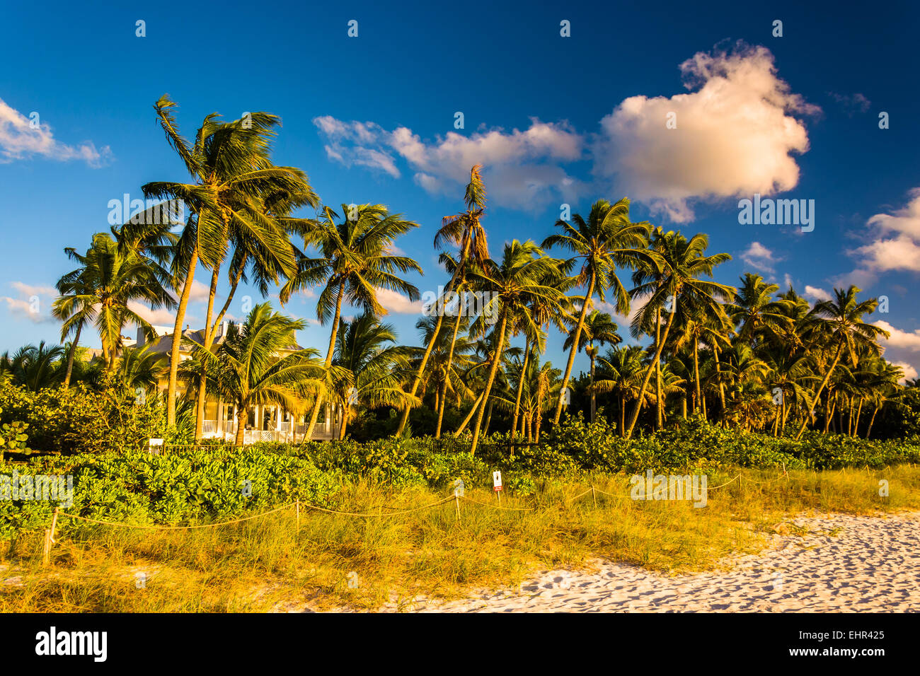 Evening light on palm trees in Naples, Florida Stock Photo - Alamy