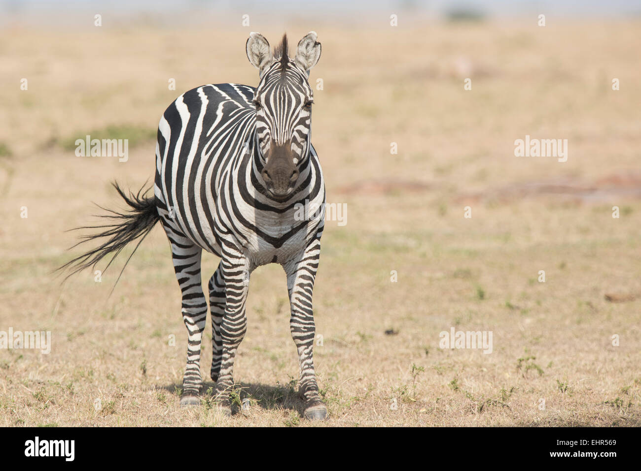 Grevyzebra hi-res stock photography and images - Alamy