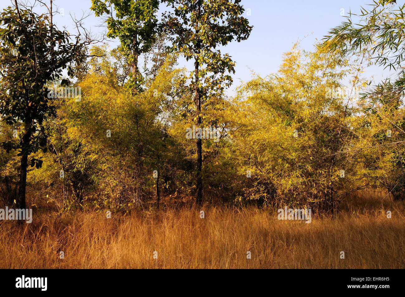Panna National Park Tiger Reserve grassland habitat and deciduous ...