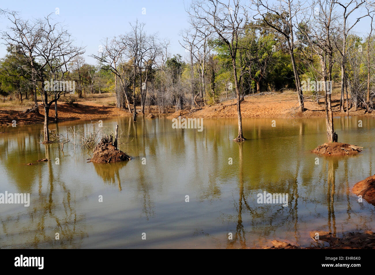 Madhya Pradesh Forest Stock Photos & Madhya Pradesh Forest Stock Images ...