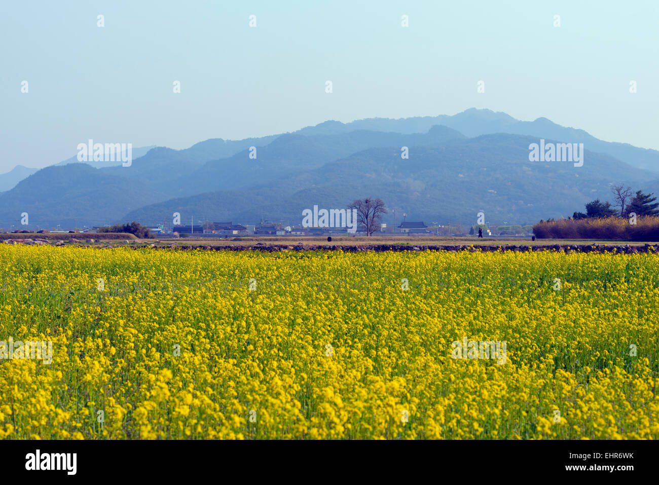 Asia, Republic of Korea, South Korea, Gyeongsangbuk-do, Gyeongju ...