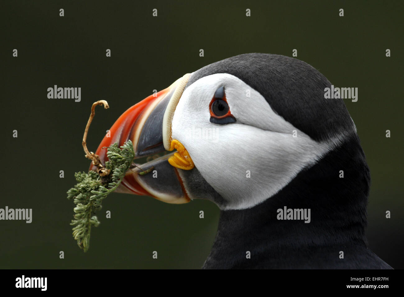 Puffin head hi-res stock photography and images - Alamy