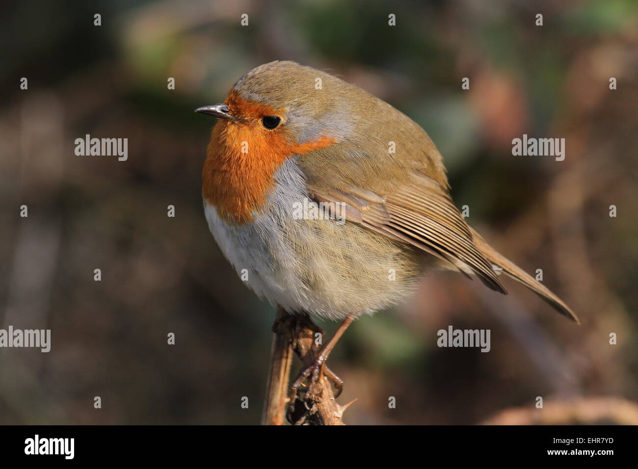 Side view robin bird on hi-res stock photography and images - Alamy