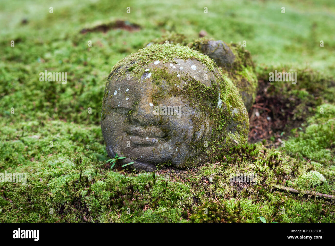 Statues of Jizo Bosatsu (the Protector of Travellers) emerging from the ...