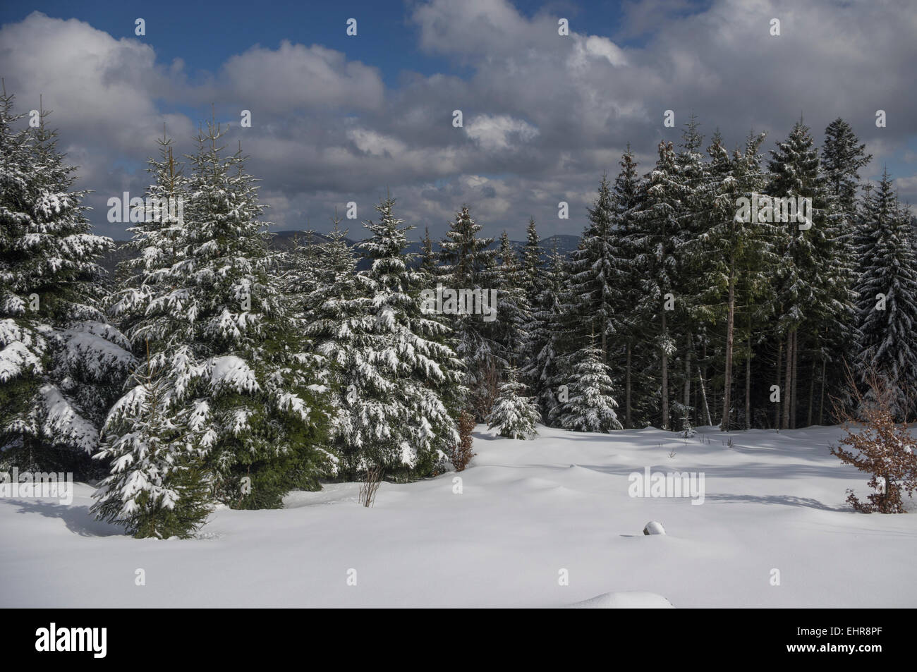 Pining for Summer Stock Photo - Alamy