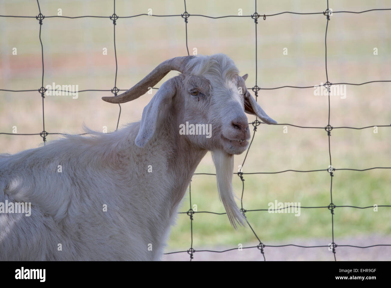 Goat close up hi-res stock photography and images - Alamy