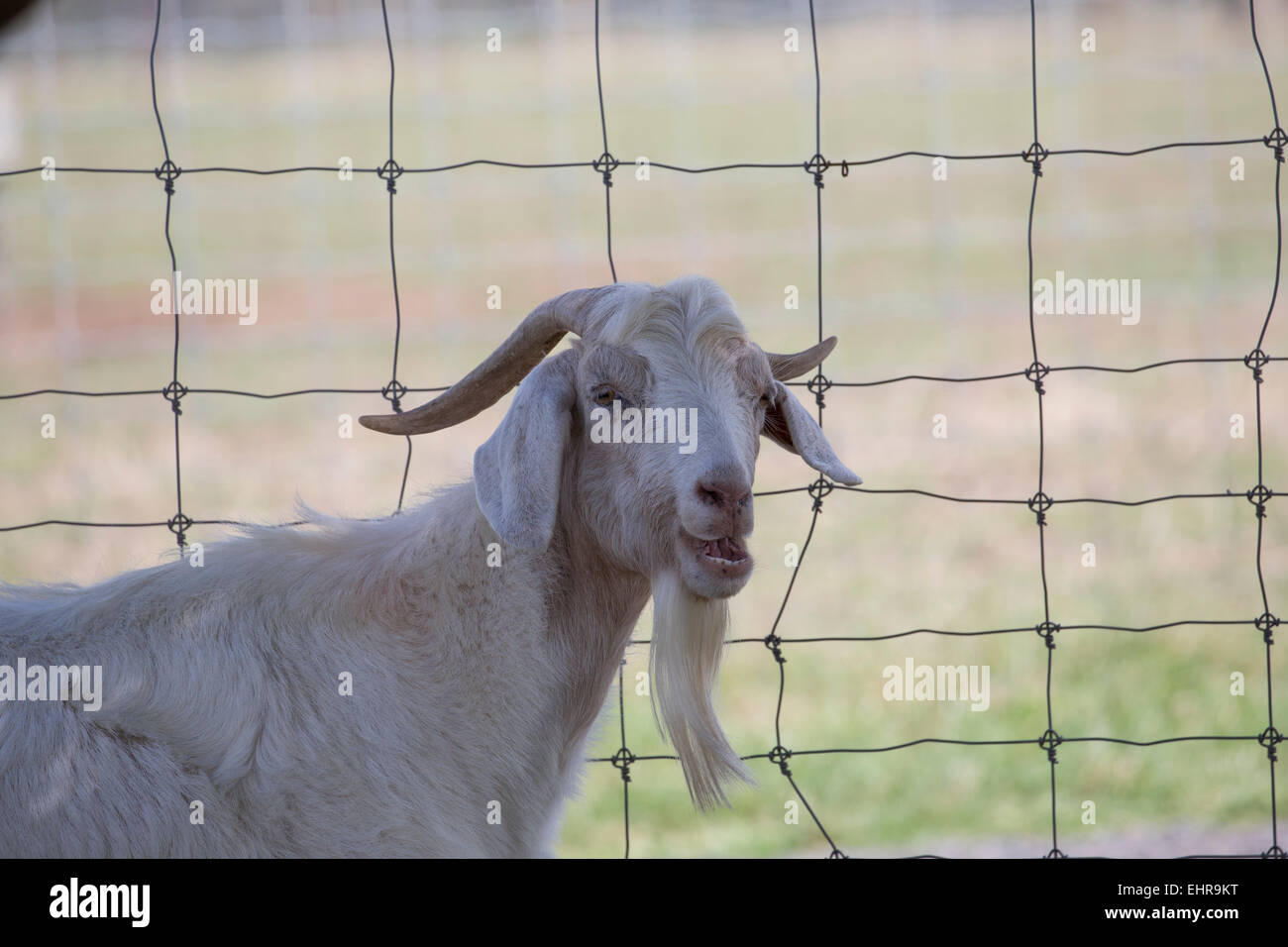 Close up farm animal hi-res stock photography and images - Alamy