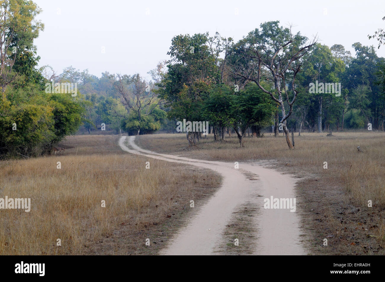 Panna national park hi-res stock photography and images - Alamy
