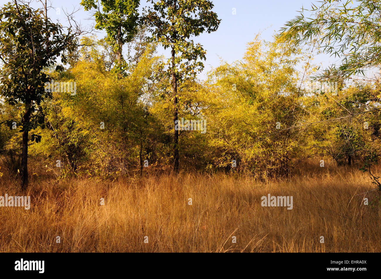 Panna National Park Tiger Reserve grassland habitat and deciduous ...