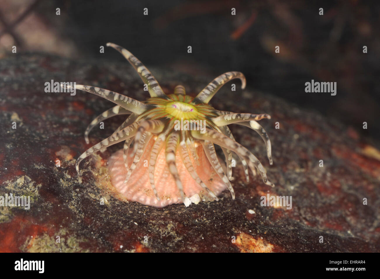 Gem Anemone - Aulactinia verrucosa Stock Photo - Alamy