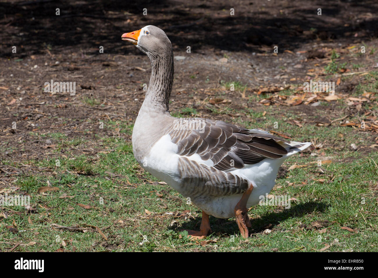 Poultry farm goose hi-res stock photography and images - Alamy