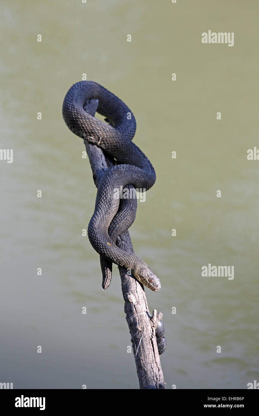 Indigo snake hi-res stock photography and images - Alamy