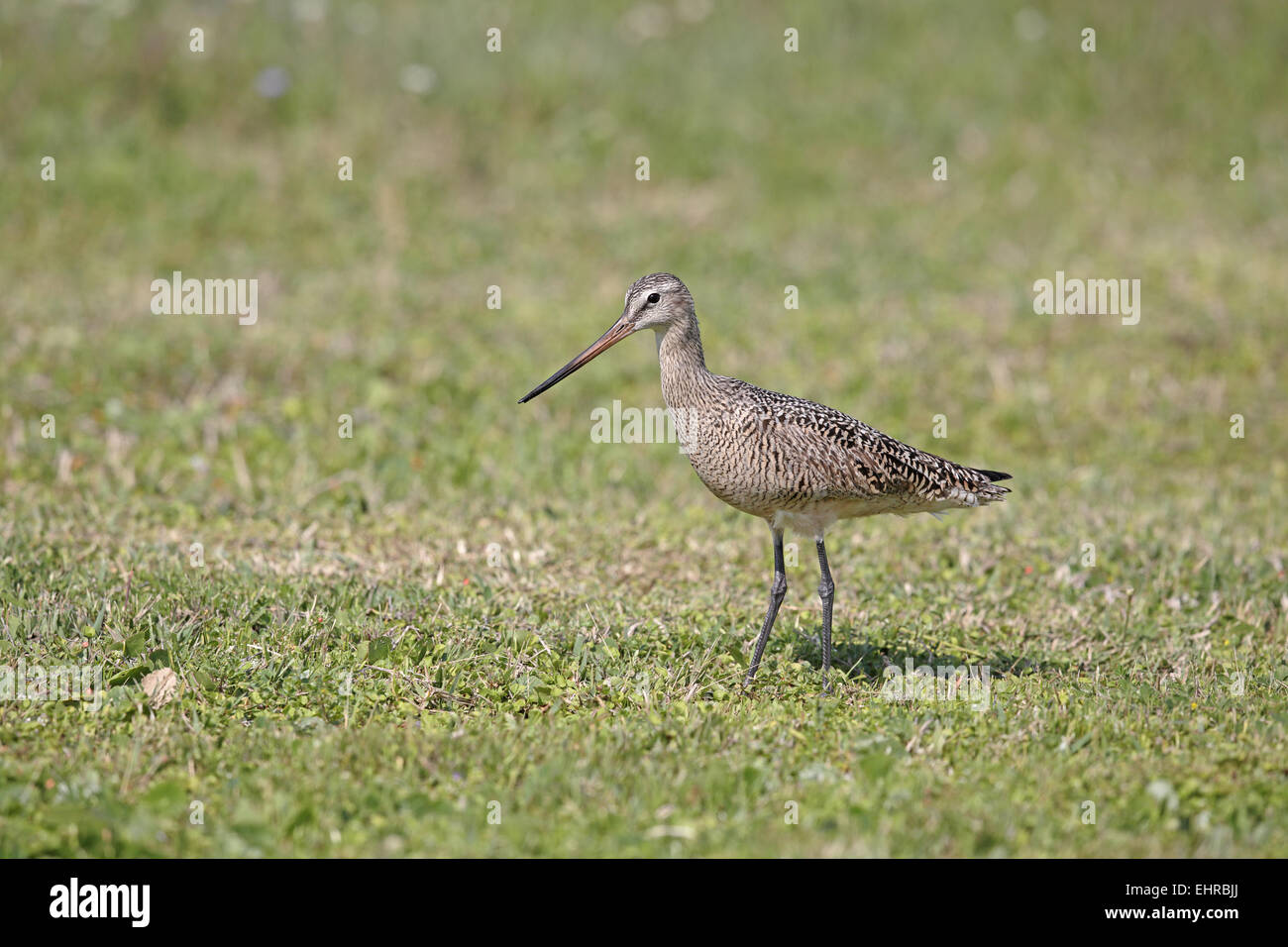 Marbled godwit limosa fedoa hi-res stock photography and images - Alamy