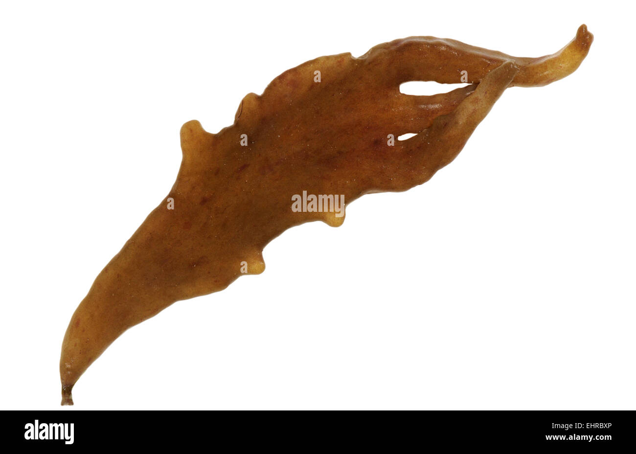 Bryozoans hi-res stock photography and images - Alamy