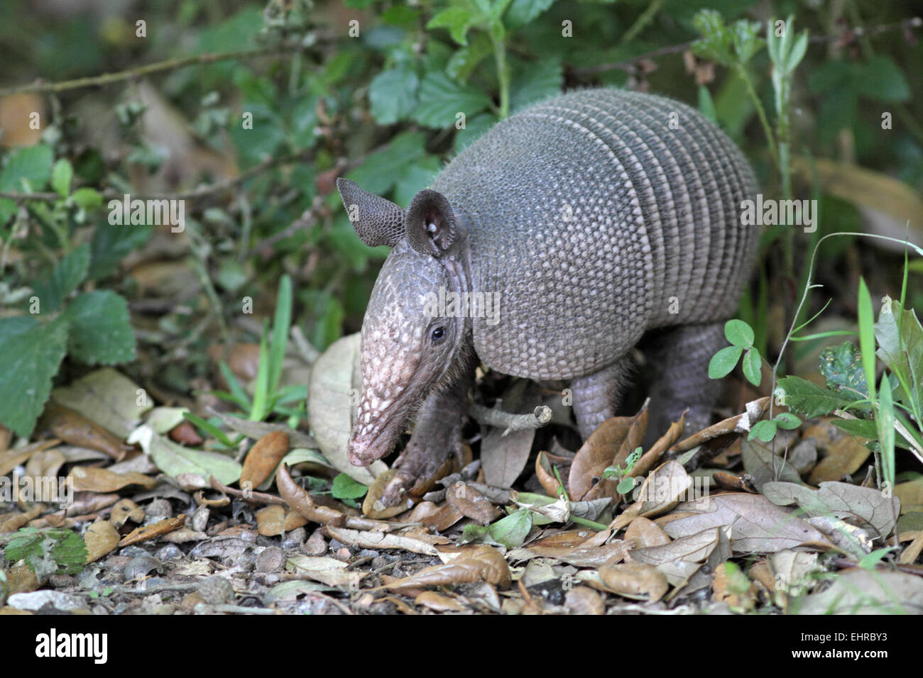 Nine banded armadillo hi-res stock photography and images - Alamy