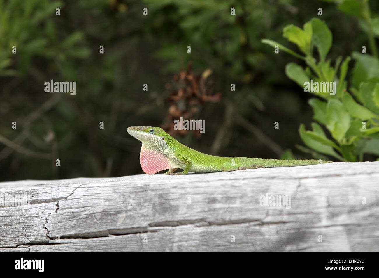 Green anole anolis carolinensis hi-res stock photography and images - Alamy