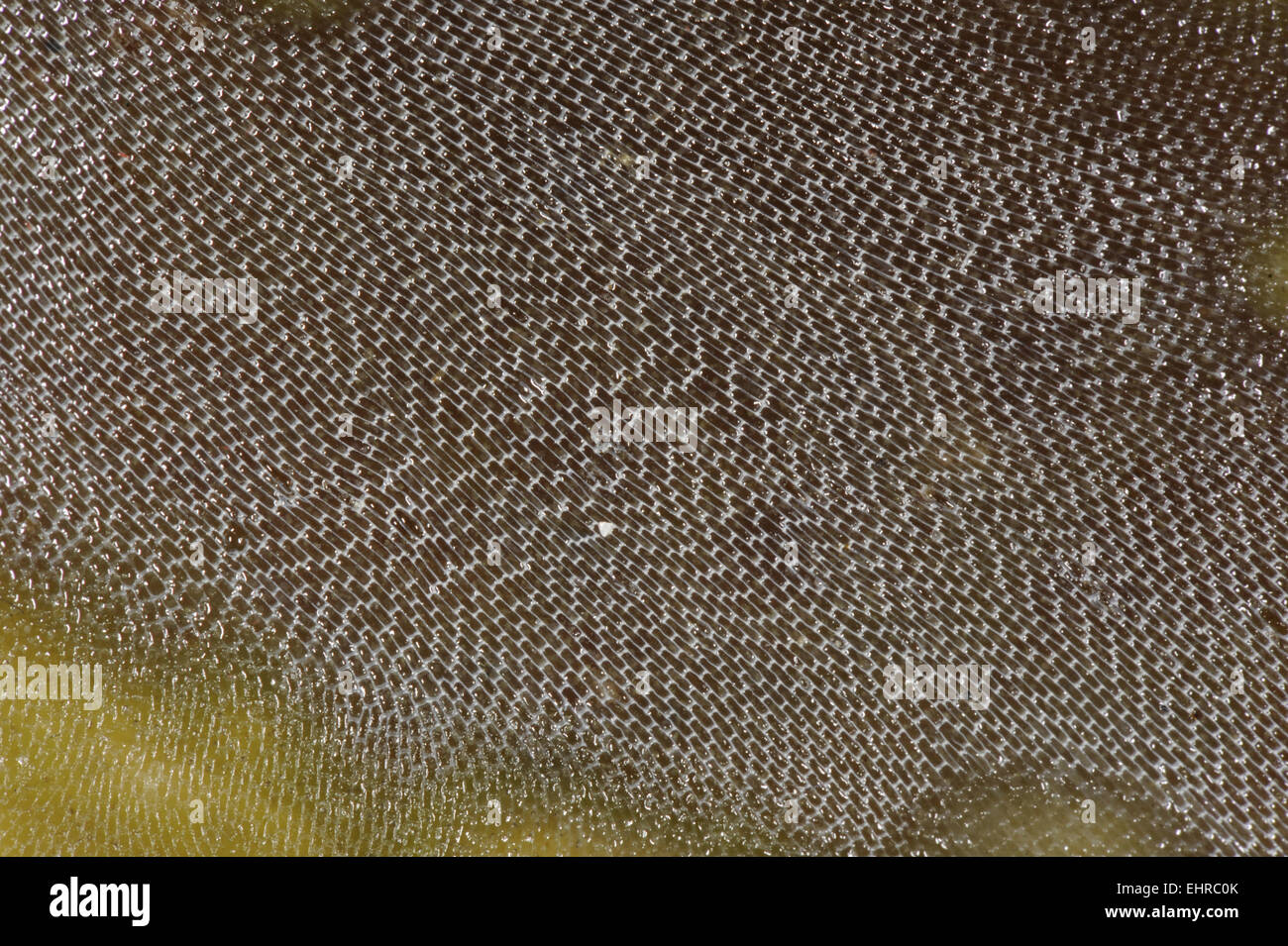 Membranipora membranacea hi-res stock photography and images - Alamy