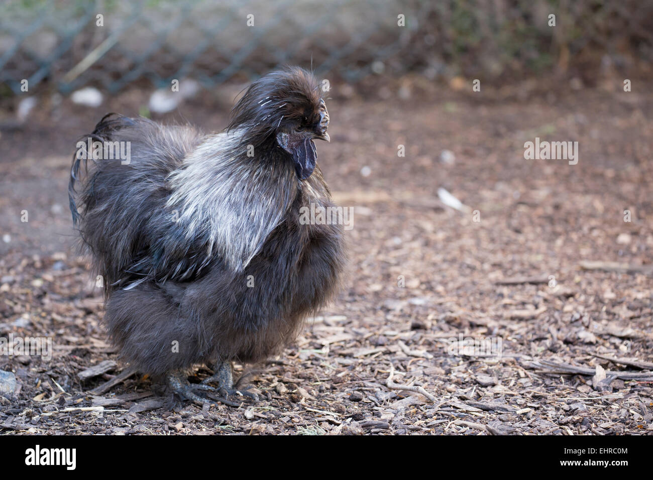 Walnut comb rooster hi-res stock photography and images - Alamy