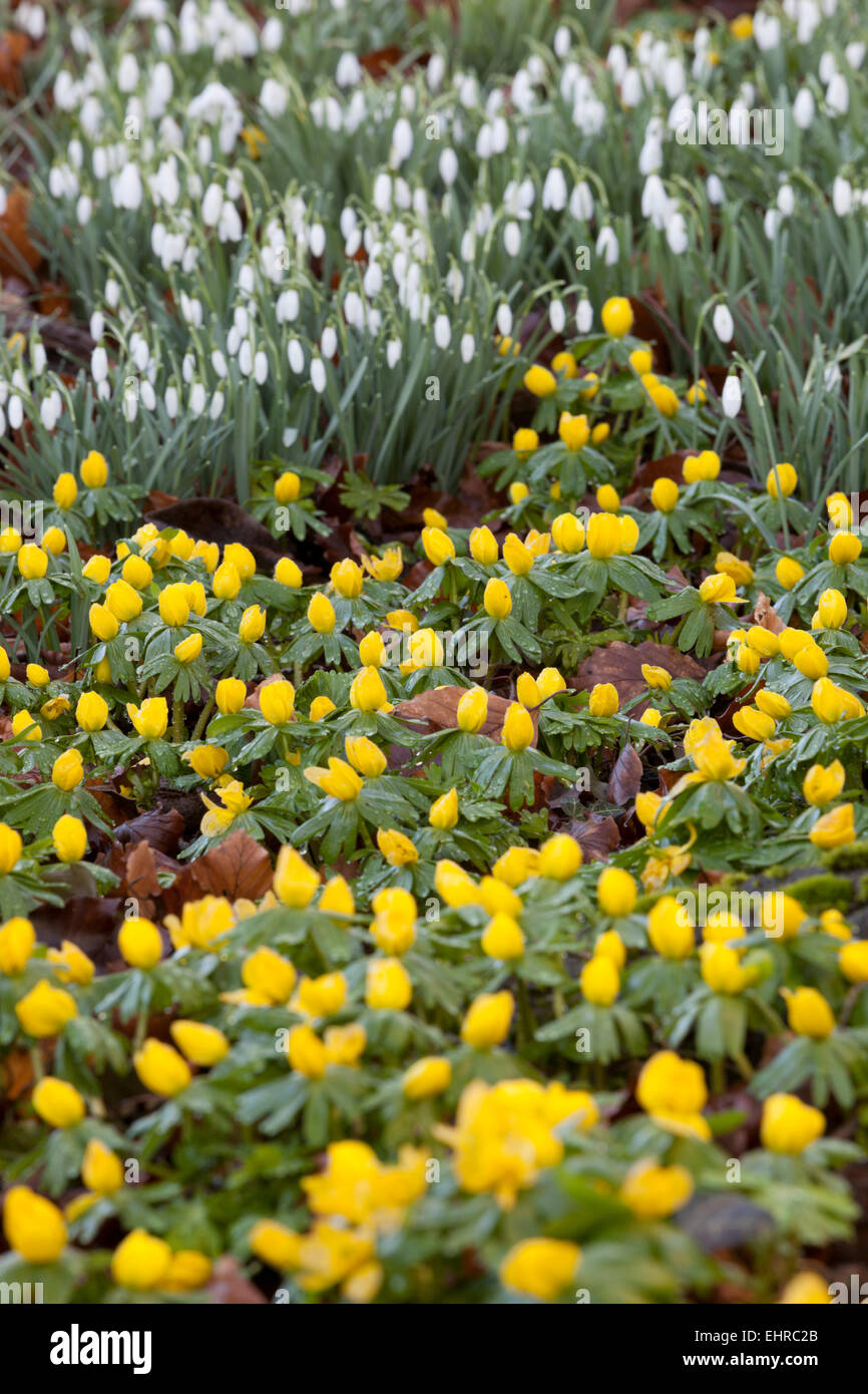 Aconites and snowdrops, Gloucestershire, England, United Kingdom ...