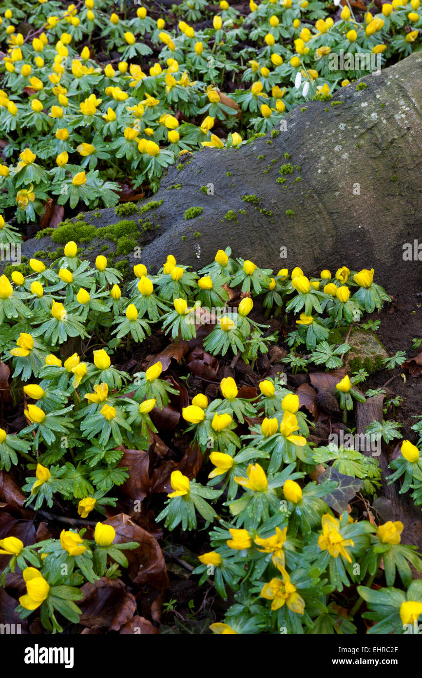Aconites hi-res stock photography and images - Alamy