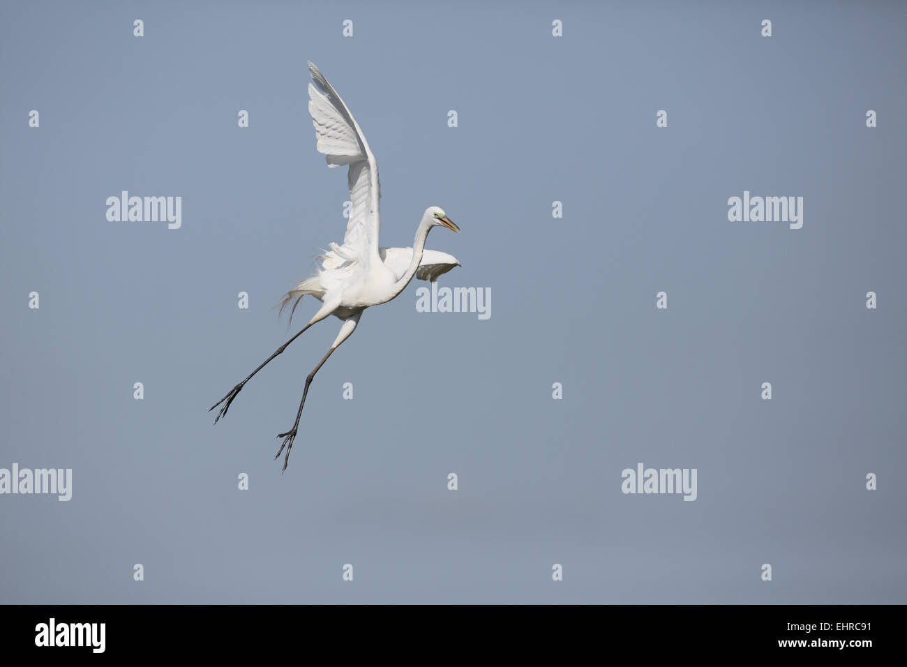 Great Egret, Ardea alba, flying to nest Stock Photo - Alamy