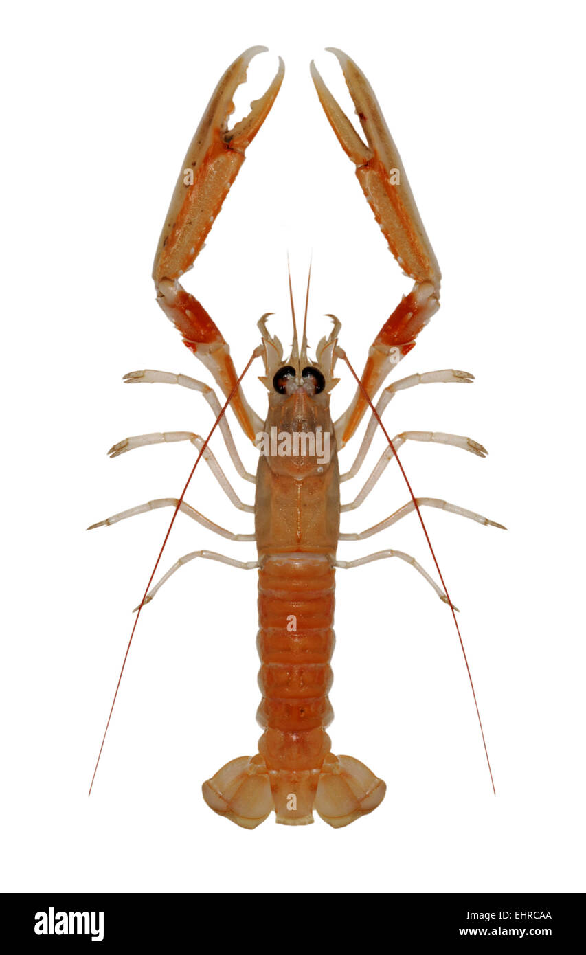 Norway Lobster - Nephrops norvegicus Stock Photo - Alamy