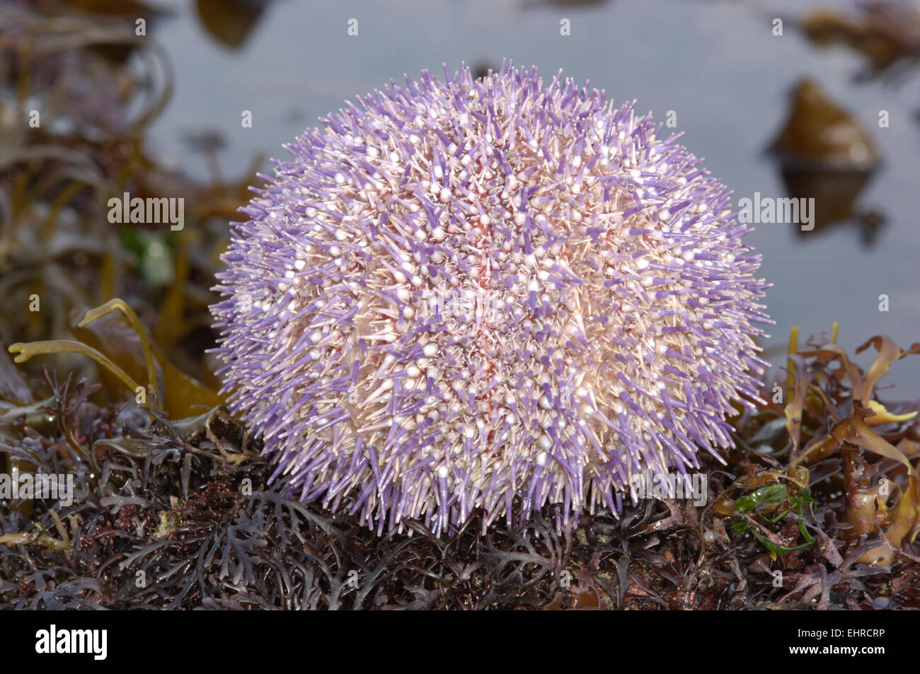 Common sea urchin echinus hi-res stock photography and images - Alamy