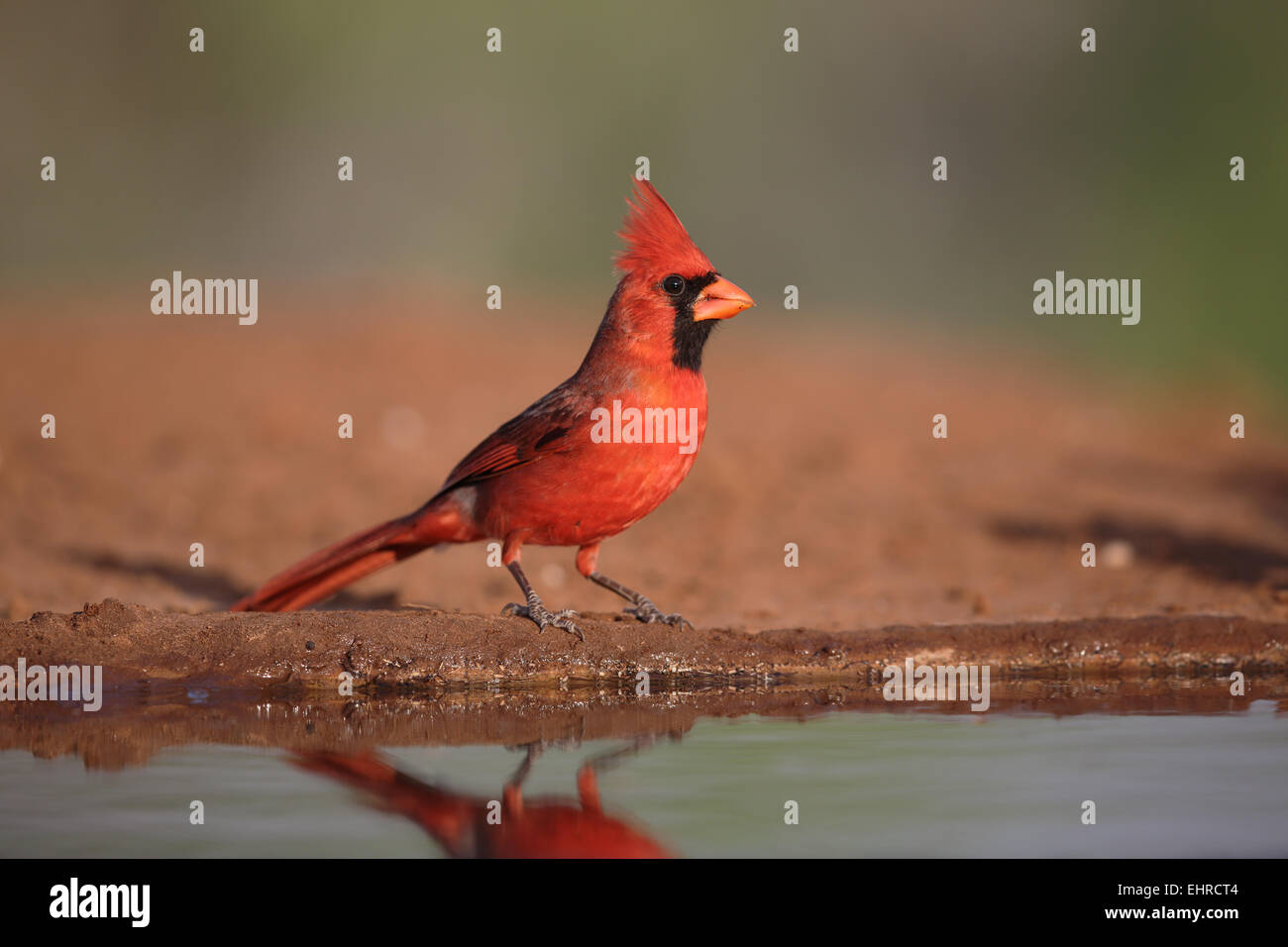 Northern Cardinal, Cardinalis cardinalis, approaching drinking pool ...