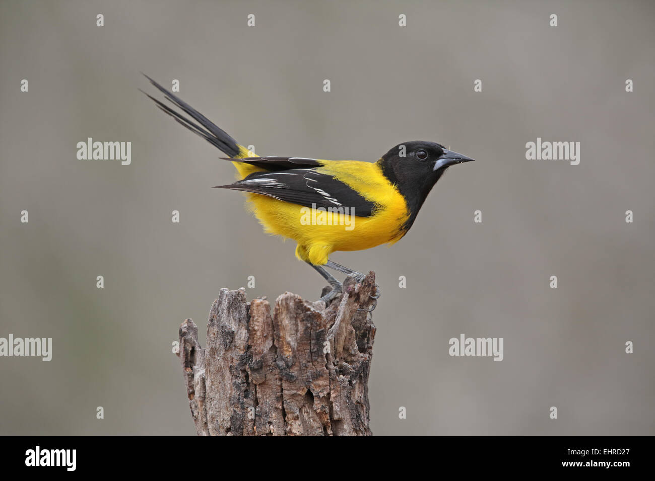 Audubons Oriole High Resolution Stock Photography and Images - Alamy