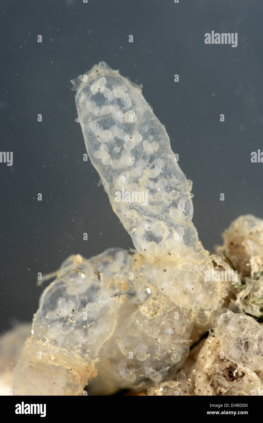 Common Squid quid eggs - Loligo vulgaris Stock Photo - Alamy