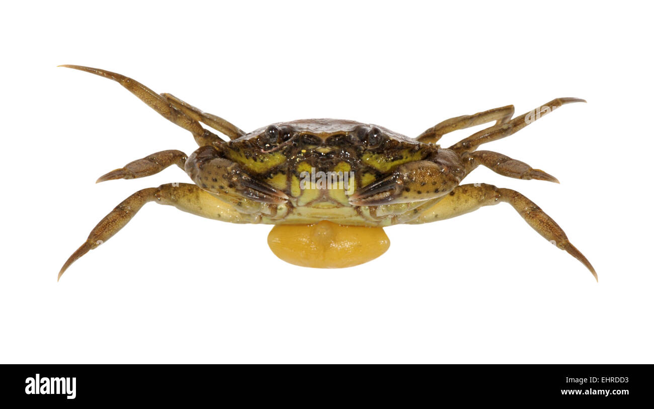 Green Shore Crab - Carcinus maenas infected with parasitic barnacle ...