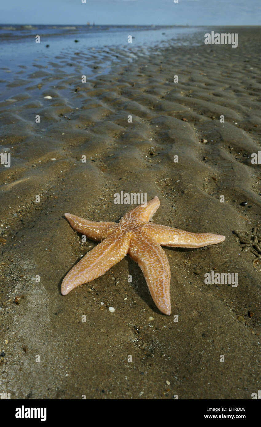 Common Starfish - Asterias rubens Stock Photo - Alamy