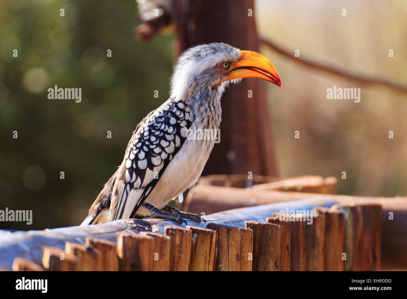 South african bird hi-res stock photography and images - Alamy