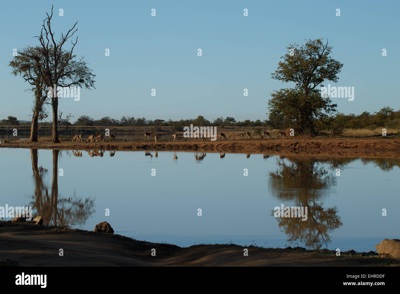 Kruger National Park Stock Photo - Alamy