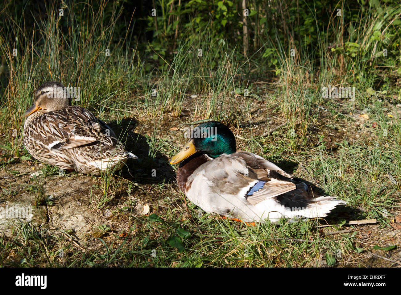 Rouen duck hi-res stock photography and images - Alamy