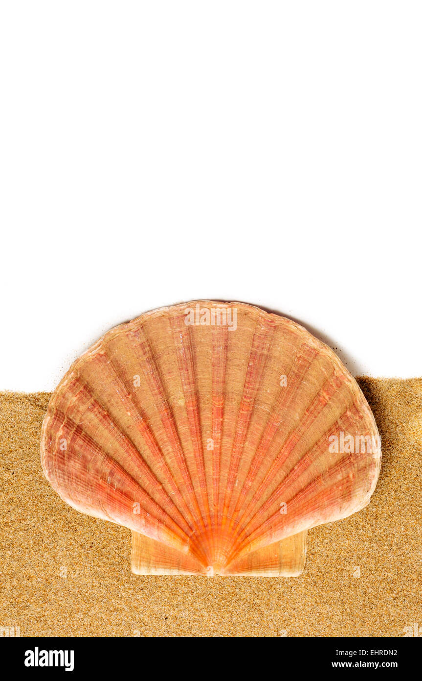 closeup of a scallop shell on the sand, on a white background with a ...