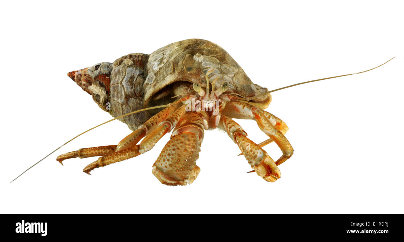 Hermit Crab - Pagurus bernhardus Stock Photo - Alamy