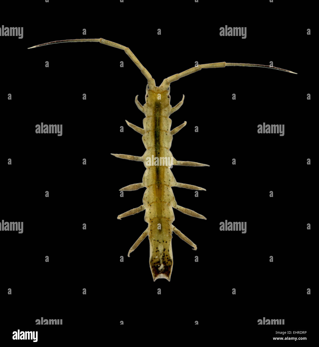 Idotea isopoda crustacean hi-res stock photography and images - Alamy