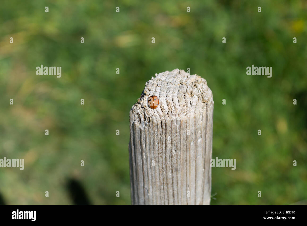 Ladybug wood hi-res stock photography and images - Alamy