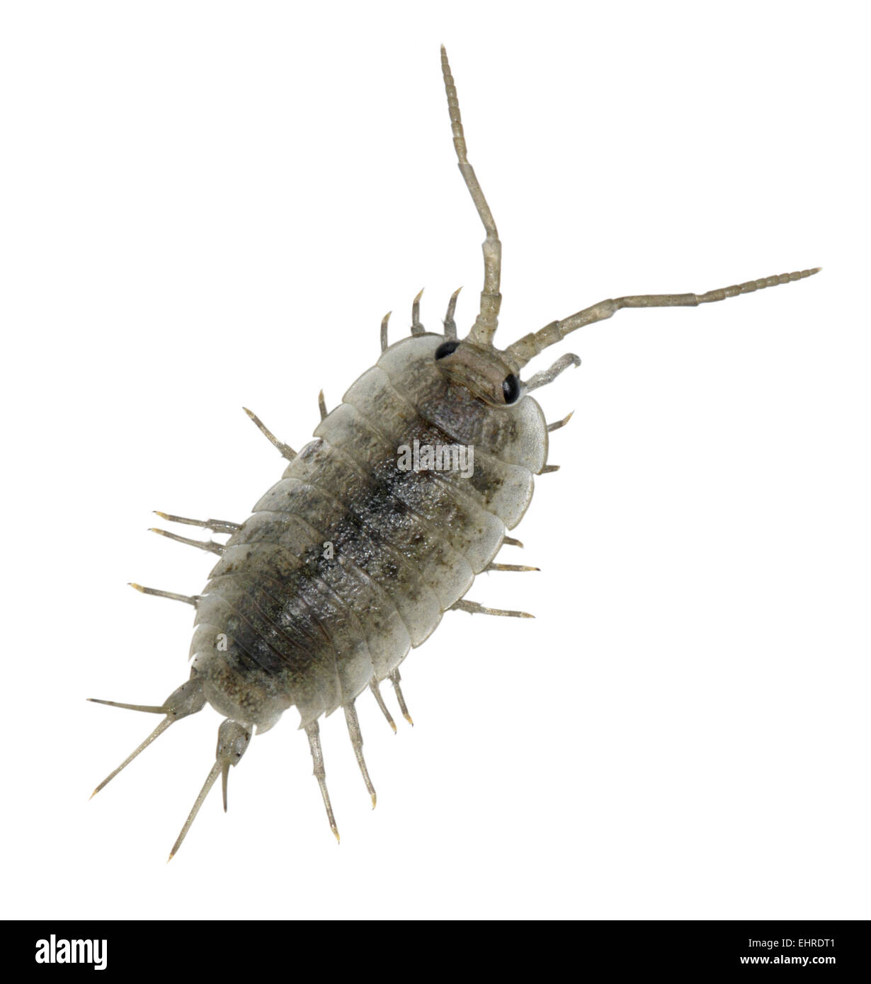 Isopod beach Cut Out Stock Images & Pictures - Alamy