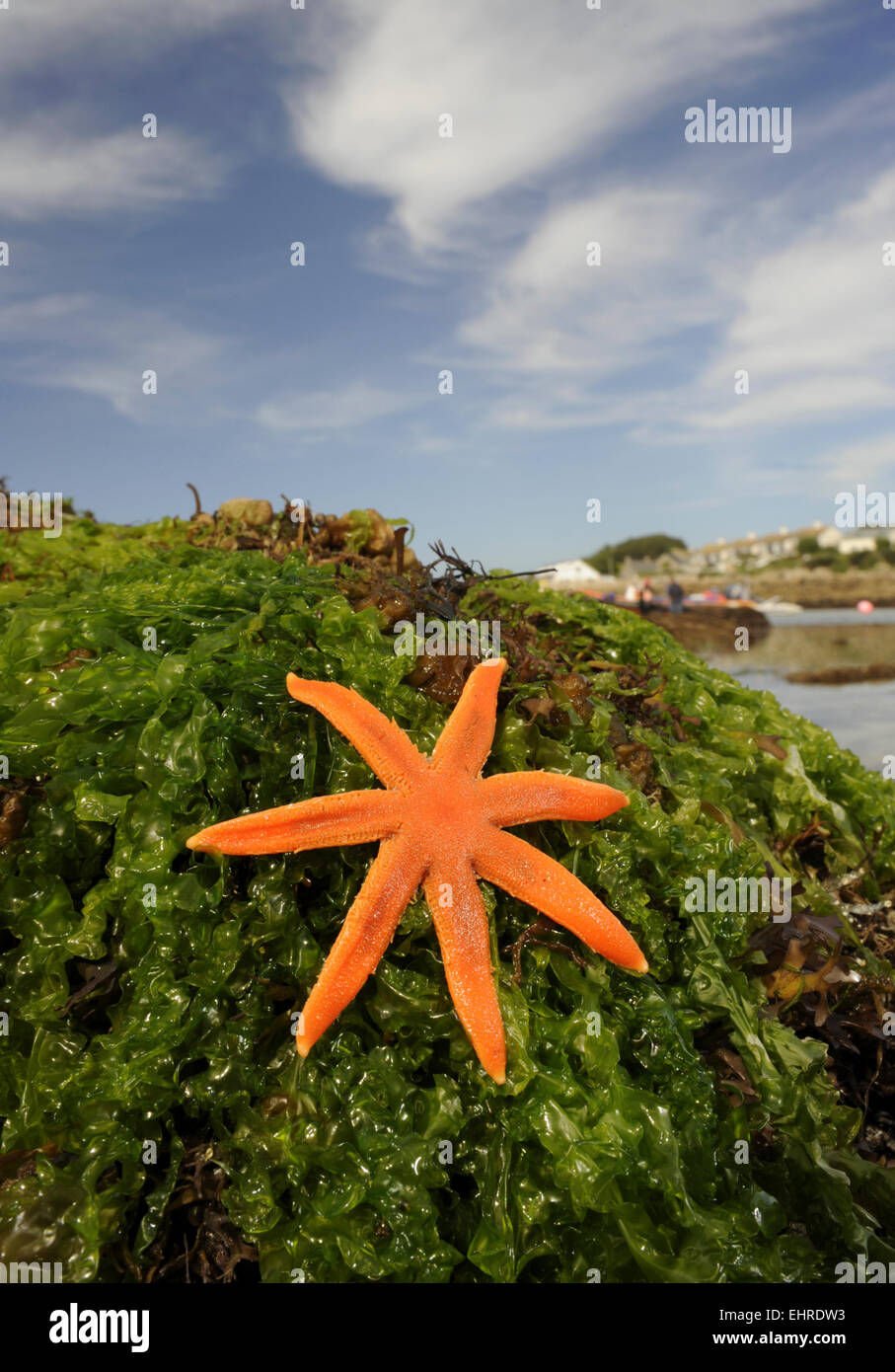 Seven Armed Starfish High Resolution Stock Photography and Images - Alamy